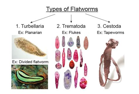 Flatworms Characteristics