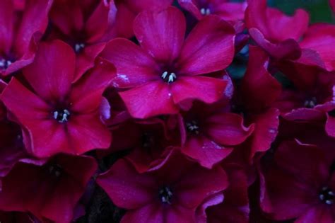 Deep Fuchsia Deep Fuchsia Fuchsia Plants