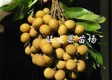 无核龙眼苗品种鉴别无核梨的品种无核枇杷新品种第3页大山谷图库