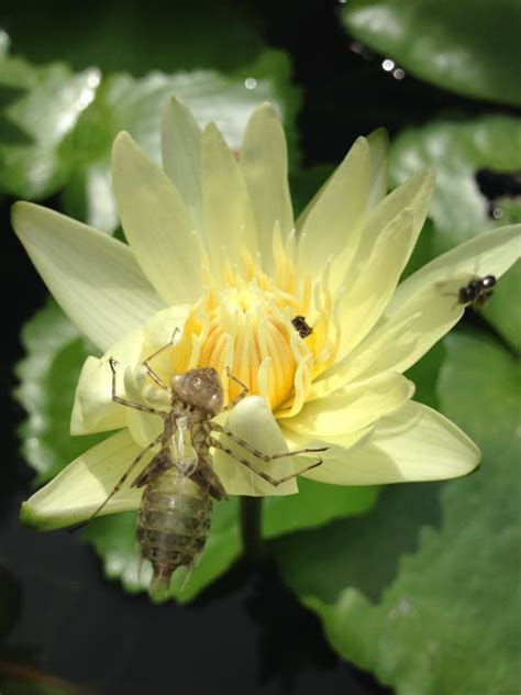 Insect On Lotus Stock Image Image Of Flower Lotus Insect 51135511