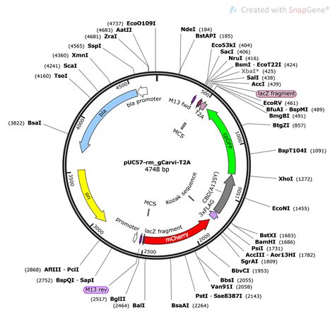 Addgene Puc57 Rm Gcarvi T2a