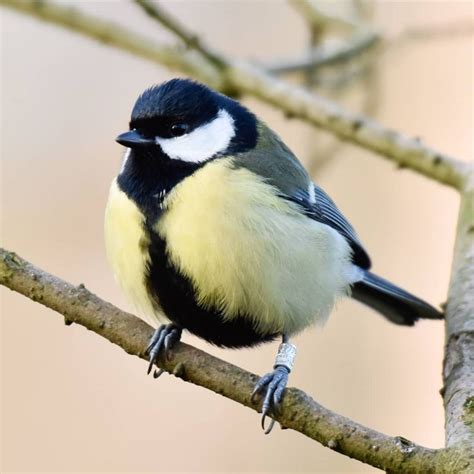 Koolmees Koolmeesje Koolmeesjes Greattit Greattitbird Vogel