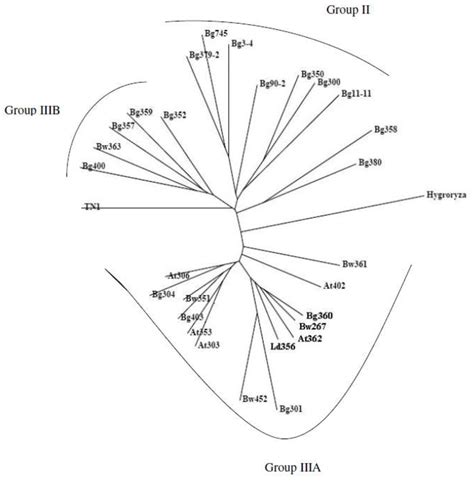 Unrooted Neighbor Joining Tree Generated On The Basis Of Nei And Li