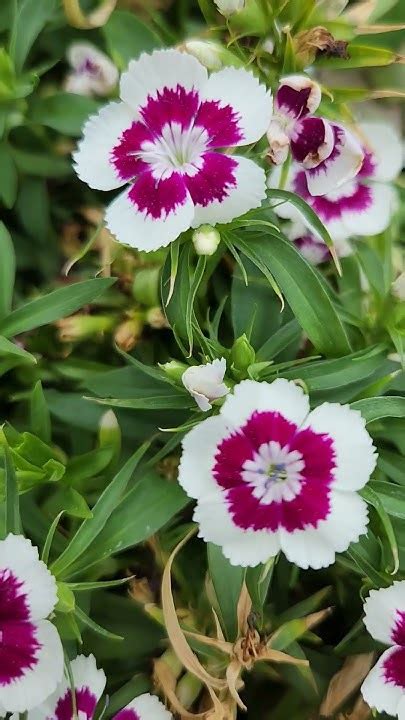 석죽 💐 패랭이꽃 힐링야생화 Youtube