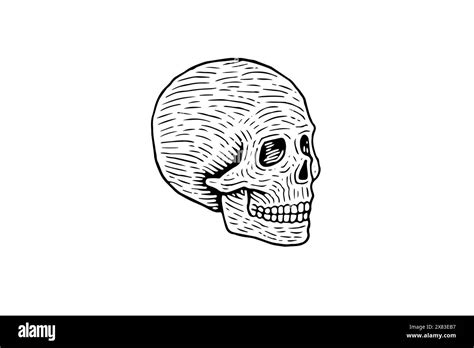 Vintage Human Skull Vector Engraved Anatomy Illustration Logo Simple