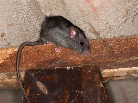 Roof Rat Causing You Problems Pest Nett Pest Control