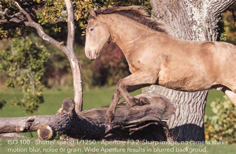 Behind The Magic Shutter Speed Aperture ISO The Basics Katie Mortimore Photography