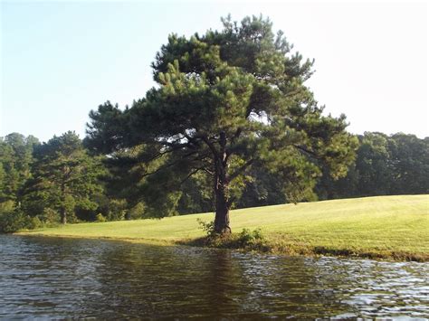 Love Christ Live Faith Like Trees Planted By Streams Of Water