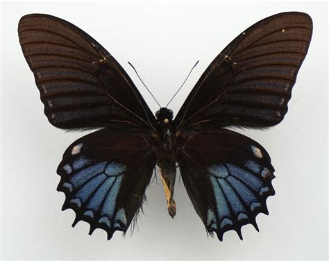 Papilio Xanthopleura ♂ Blue Brazil Insectsandmore