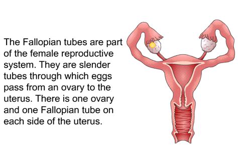Fallopian Tube Parts