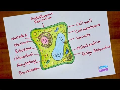 How To Draw And Label A Plant And Cell