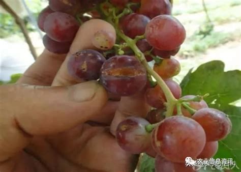 葡萄缺素图谱缺钙缺氮缺磷缺钾缺镁缺硼缺锌 凤凰网