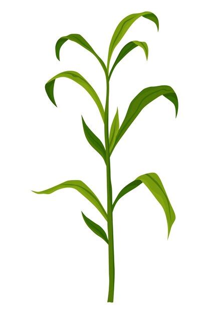 Estágio de cultivo de milho planta de crescimento de milho isolada em fundo branco planta