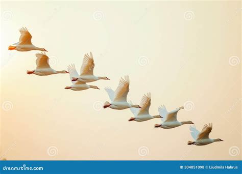 Flock Of Birds Flying In Formation Representing Unity And Teamwork Stock Photo Image Of