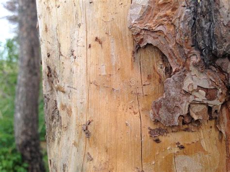 The Tree Trunk Without Bark In A Forest Stock Photo Image Of Naturalness Green