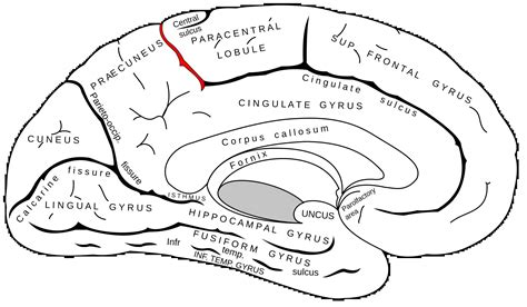 Marginal Sulcus Ars Neurochirurgica