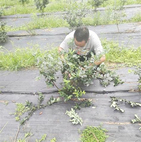 蓝莓花果期如何剪枝疏花如何分类追肥提高开花结果质量 农化科普 北京傲禾测土配方施肥官方网站 测土施肥网 测土配肥加盟 北京傲禾测土
