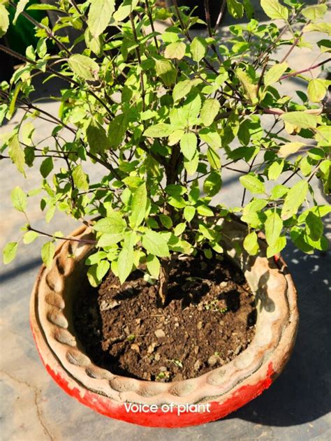 भीषण गर्मी में तुलसी के पौधे को कैसे बचाएं Voice Of Plant