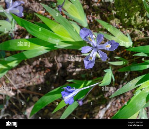 Dwarf Crested Iris Iris Cristata A Lavender Flower With White Patches