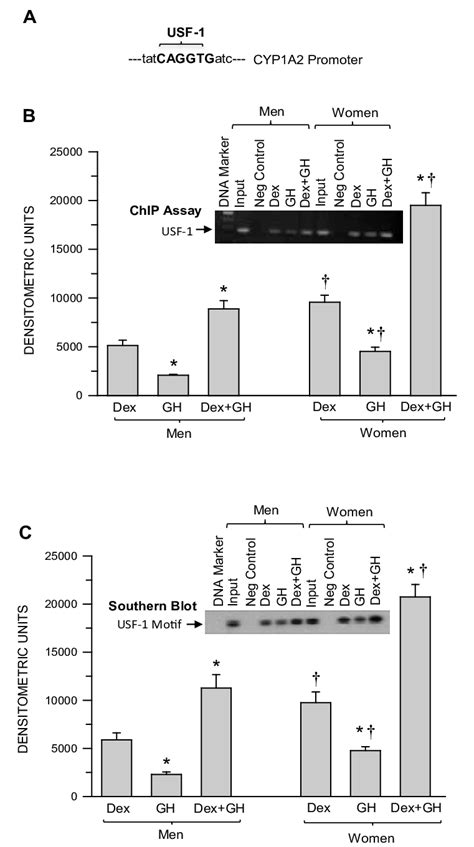 Mapping The Usf 1 Binding Region On The Human Cyp1a2 Upstream Sequence Download Scientific