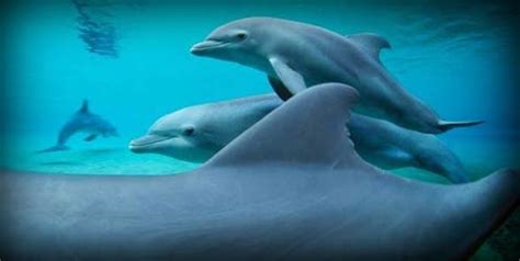 Homosexual Animal Behavior