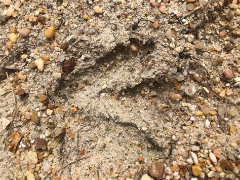 T Rex Footprint Pt3 By Godzilla200004444 On Deviantart