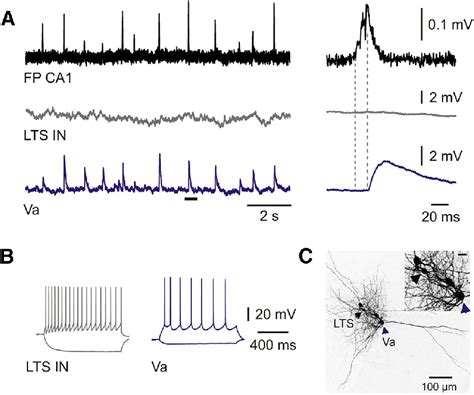 Propagation Failure Of SPW Rs To MEC LV LTS Interneurons A