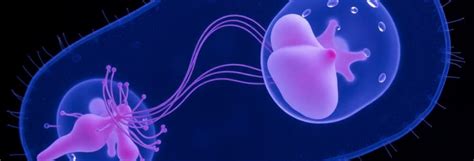 Protozoa Reproduction And Structure Quiz