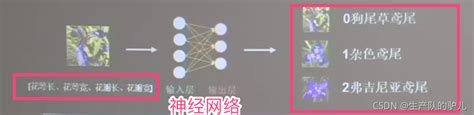 深度学习神经网络入门案例详细解析 鸢尾花案例神经网络 深度学习 实例 Csdn博客