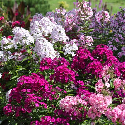 Phlox Plants In Perennials