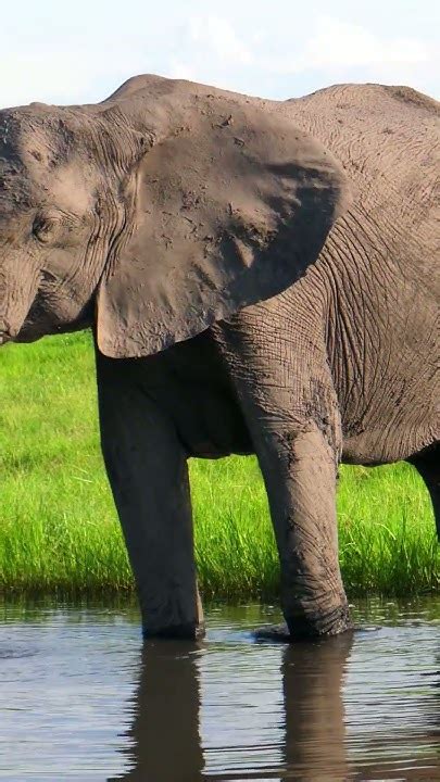 Elephant Drinking Water From A Lake 🦣 Shorts Youtubeshorts Elephant