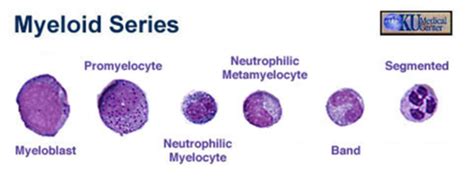 Chapter 22 Structure And Function Of The Hematologic System Part 2