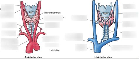 Thyroid Arteries And Veins Diagram Quizlet