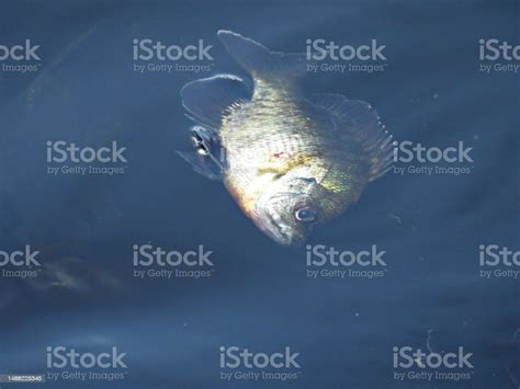 Bluegill Native Also Referred To As Bream Brim Sunny Or Copper Nose