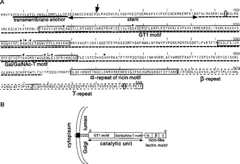 Figure 1 From Structure Function Analysis Of The Udp N Acetyl D Galactosamine Polypeptide N