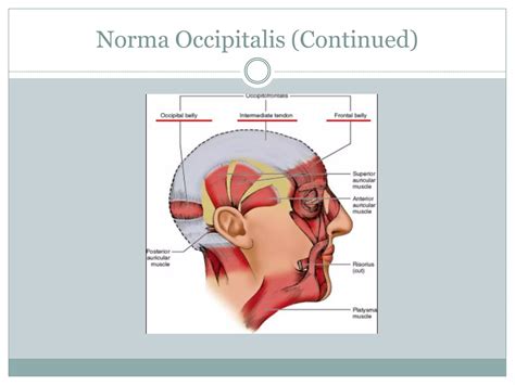 Anatomy Head And Neck Norma Occipitalis Pptx Pdf
