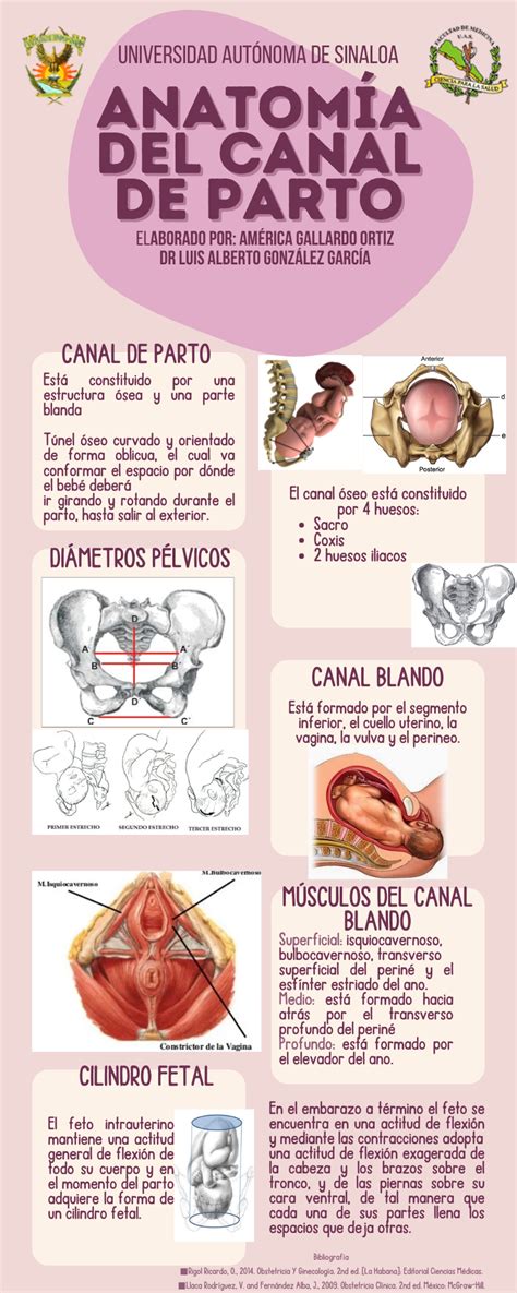 AnatomÍa Del Canal De Parto Evidencia Individual