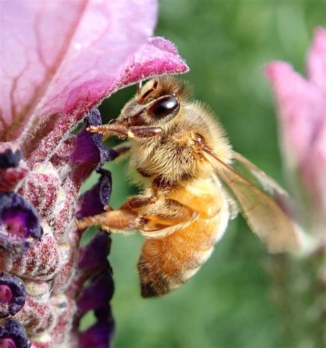 I Have Bees Alberta Native Bee Council