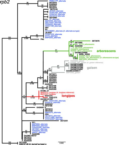 Maximum Likelihood Tree Constructed From The Rna Polymerase Ii Second
