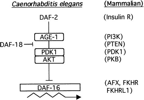 Regulation Of Daf 16 In C Elegans Genetic Analysis Of Dauer Formation