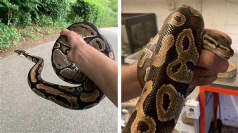 Pythons Found Abandoned On Country Roads In Devon Itv News West Country
