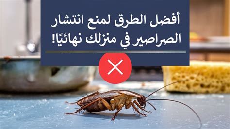 أفضل الطرق لمنع انتشار الصراصير في منزلك نهائيًا Youtube