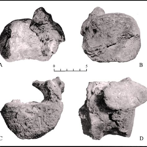 Lumbar Vertebra Of Eocetus Wardii Uhen Found In The Bed Of The