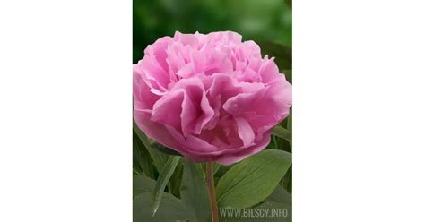 Peony Lactiflora Myra MacRae Bilscy Info