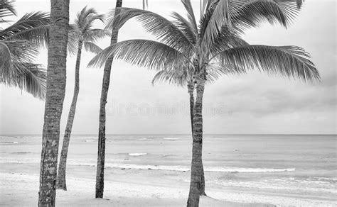 Tropical Beach With Coconut Palm Trees At Sunset Color Toned Picture