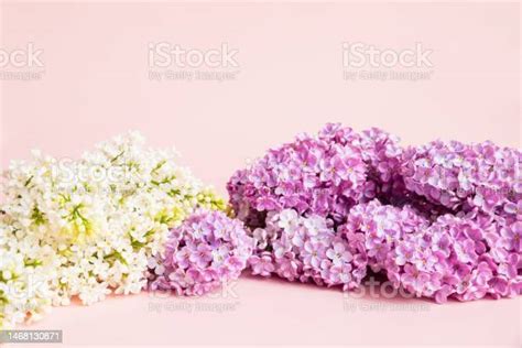 흰색 분홍색 라일락 꽃은 분홍색 배경에 많이 꽃을 피 웁니다 화장품 제품 광고 배경 제품 포장을 표시 할 빈 장소 꽃 프레임 여름의 전면 보기 공간을 복사합니다 배경 주제에