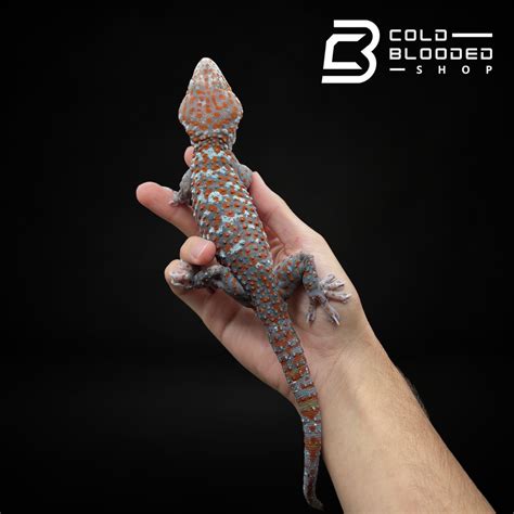 Male Paradox Candy Tokay Gecko Gekko Gecko