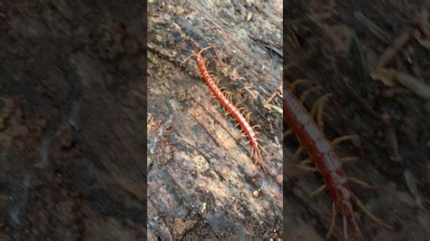 Scolopocryptops Spinicaudus Centipede Youtube