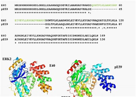 Sequence Alignment Of Darpins E40 And Pe59 By Clustalw Showing