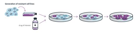 Cell Line Generation Oncolines Bv